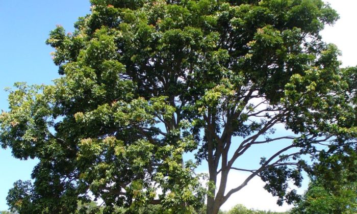 Conserving Mahogany and Drum trees in Uganda - Fondation Franklinia