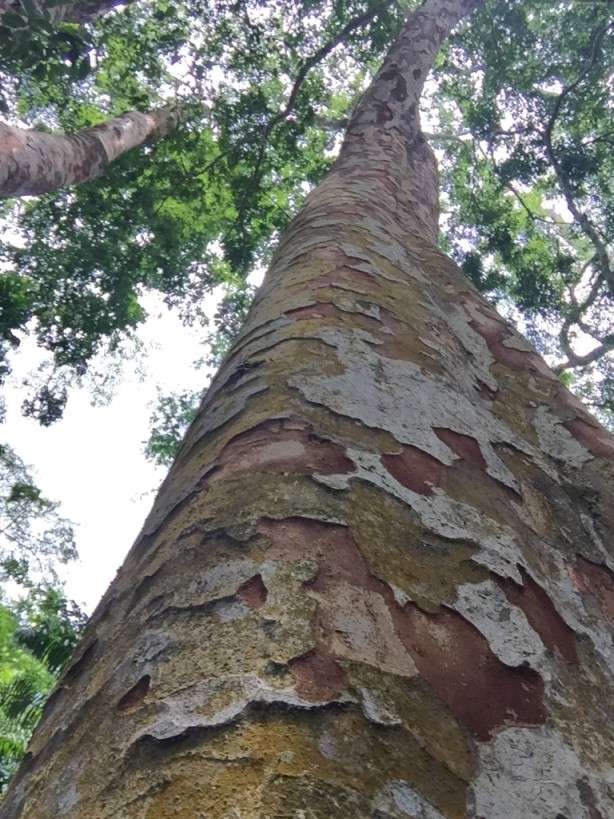 Conservation of Pericopsis elata in Ghana - Fondation Franklinia