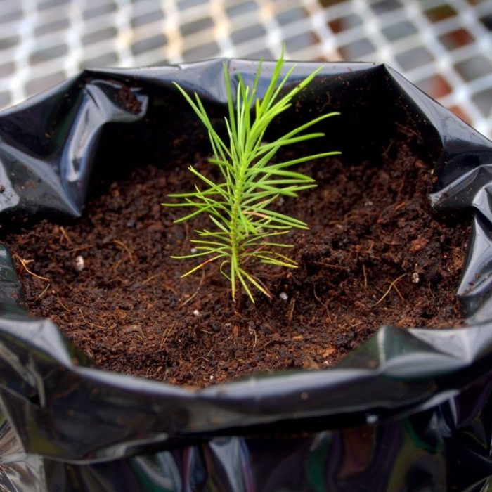 Franklinia Foundation : Supporting the world's threatened trees