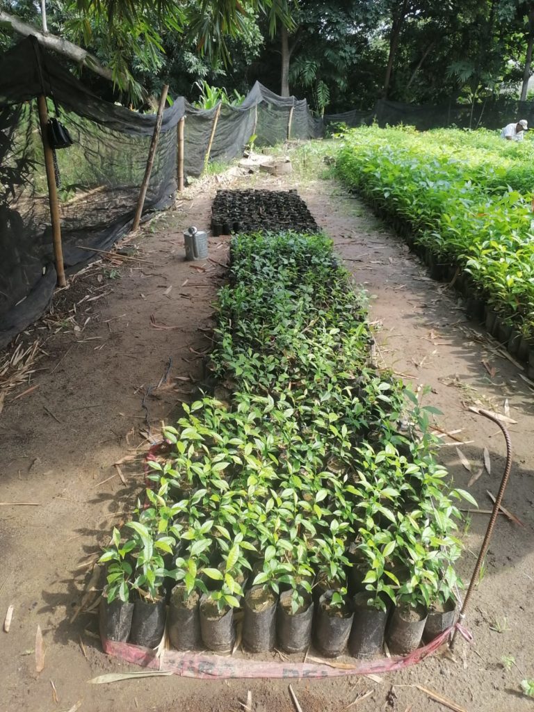 Local projects - Fondation Franklinia