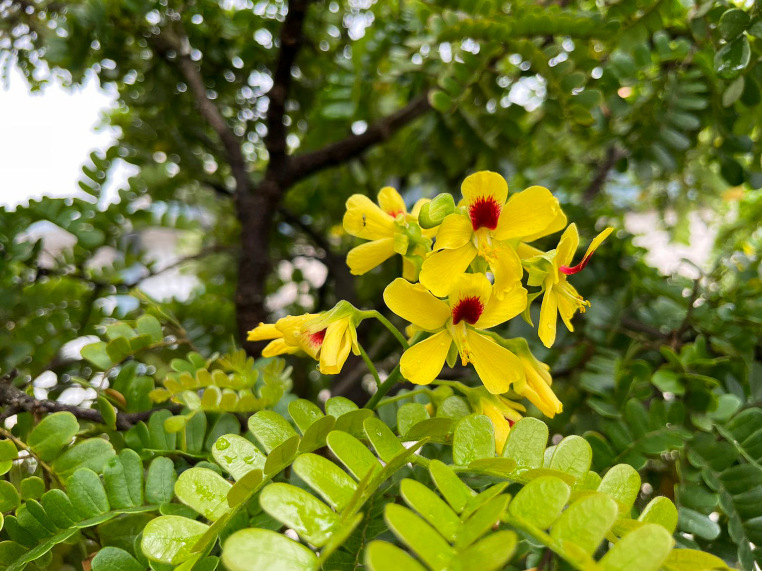 Conservation of threatened tree species in the Pedra Talhada Biological ...