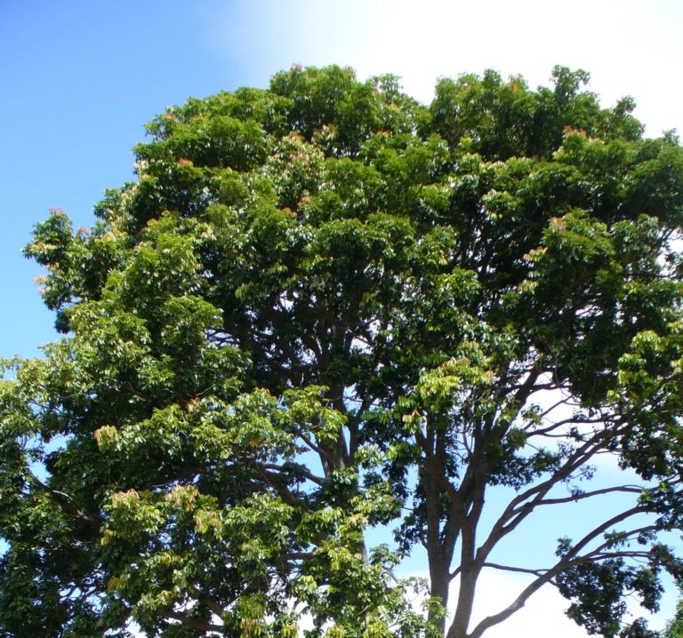 Conservation of threatened trees in Koome Archipelago, Uganda ...