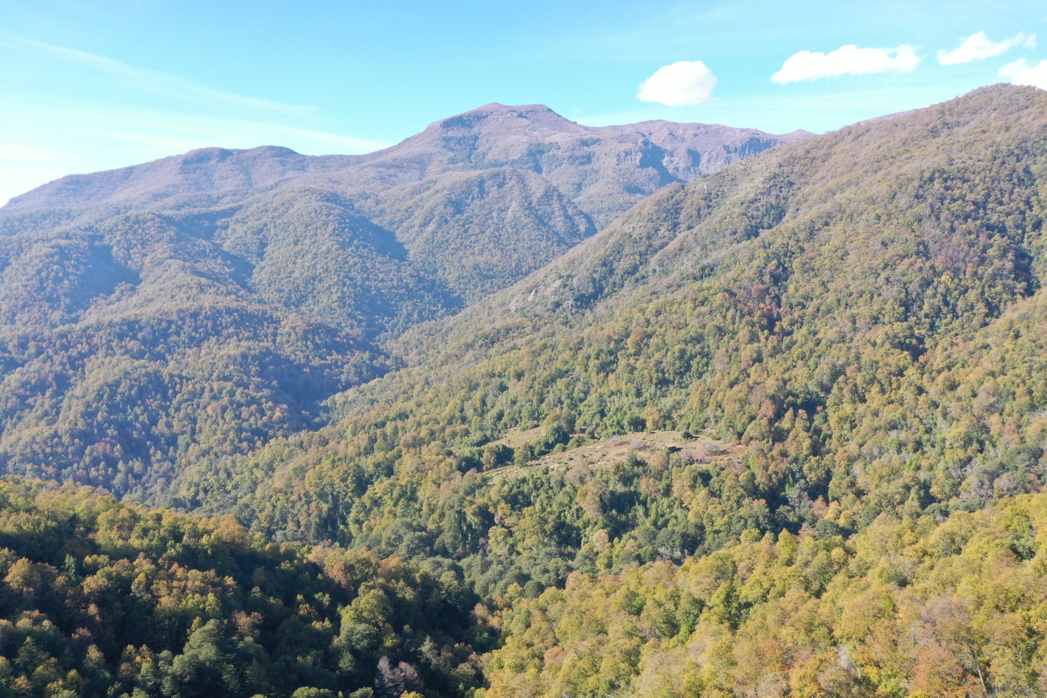 Conservation of threatened Nothofagus in Chile - Fondation Franklinia