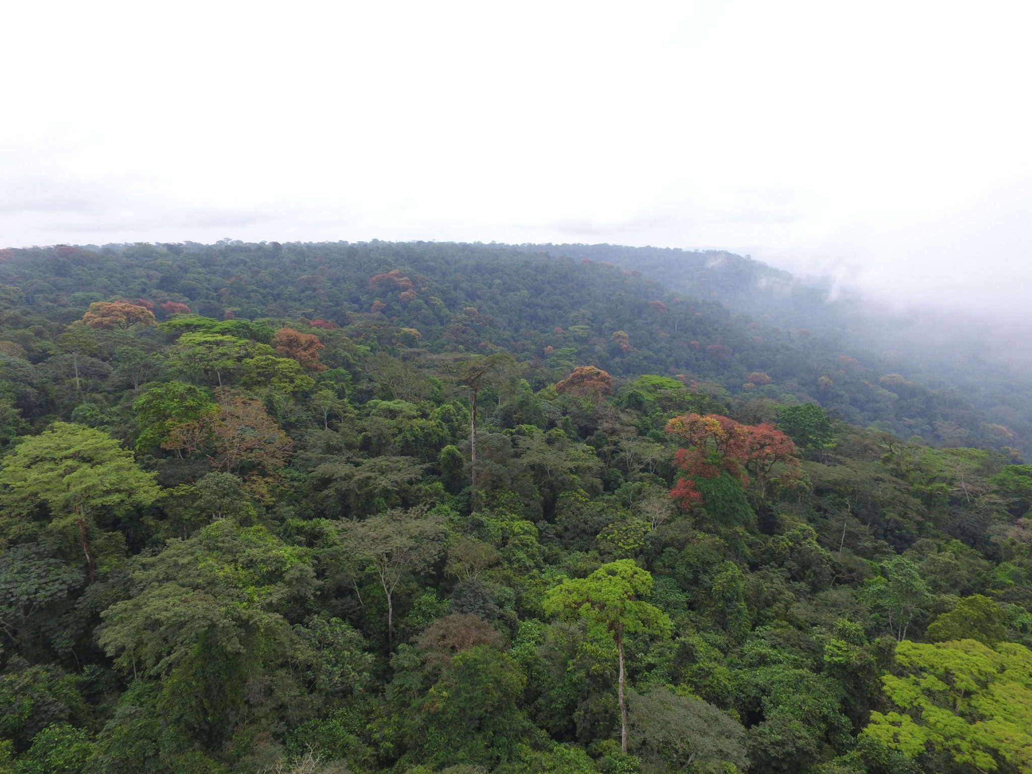 Increasing the knowledge and conservation of Atewa Forest in Ghana ...