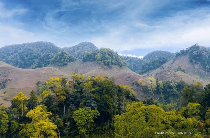 Protection of threatened conifer populations in Vietnam - Fondation ...