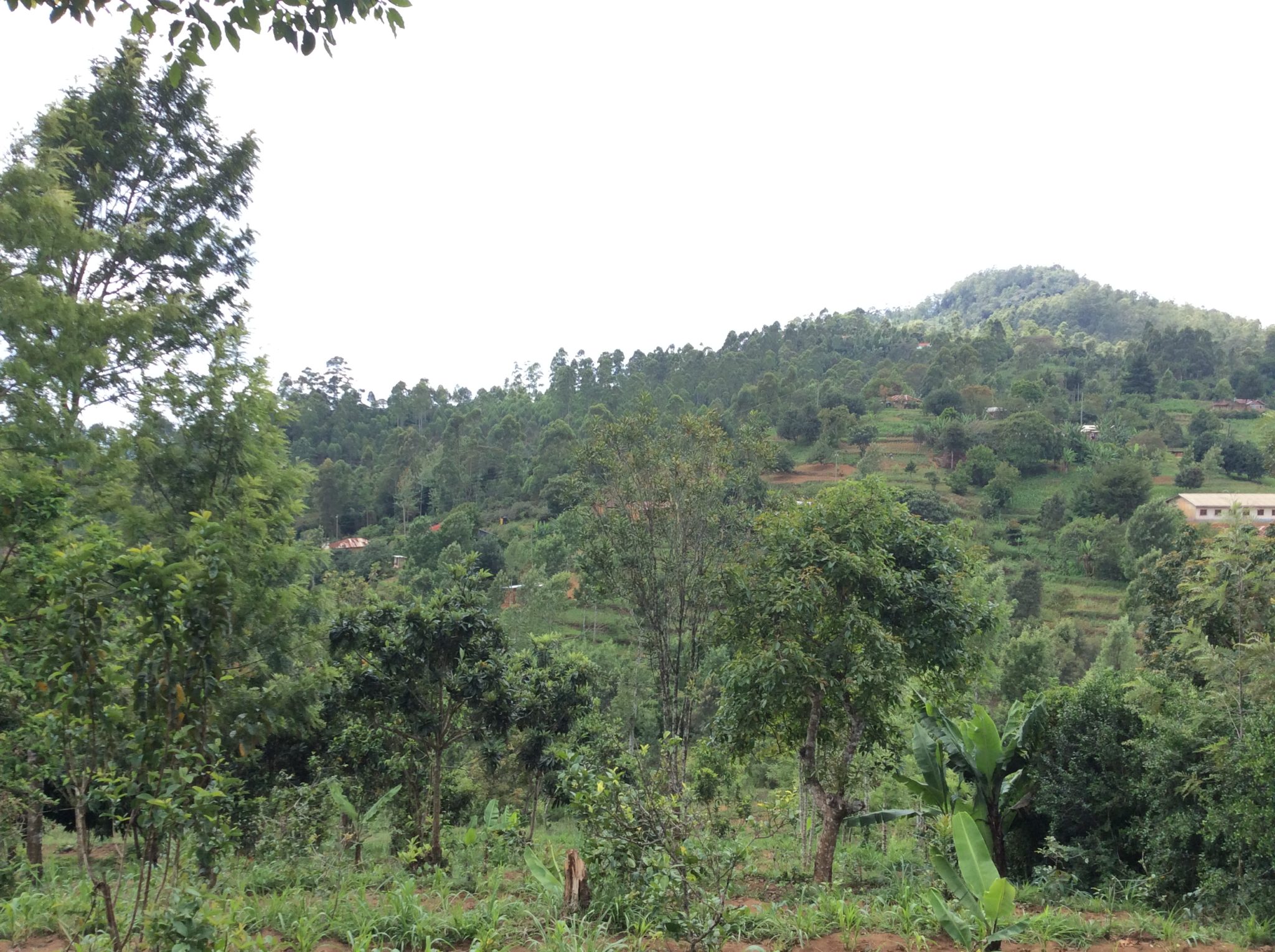 Conservation of threatened tree species in the forests of Taita Hills ...